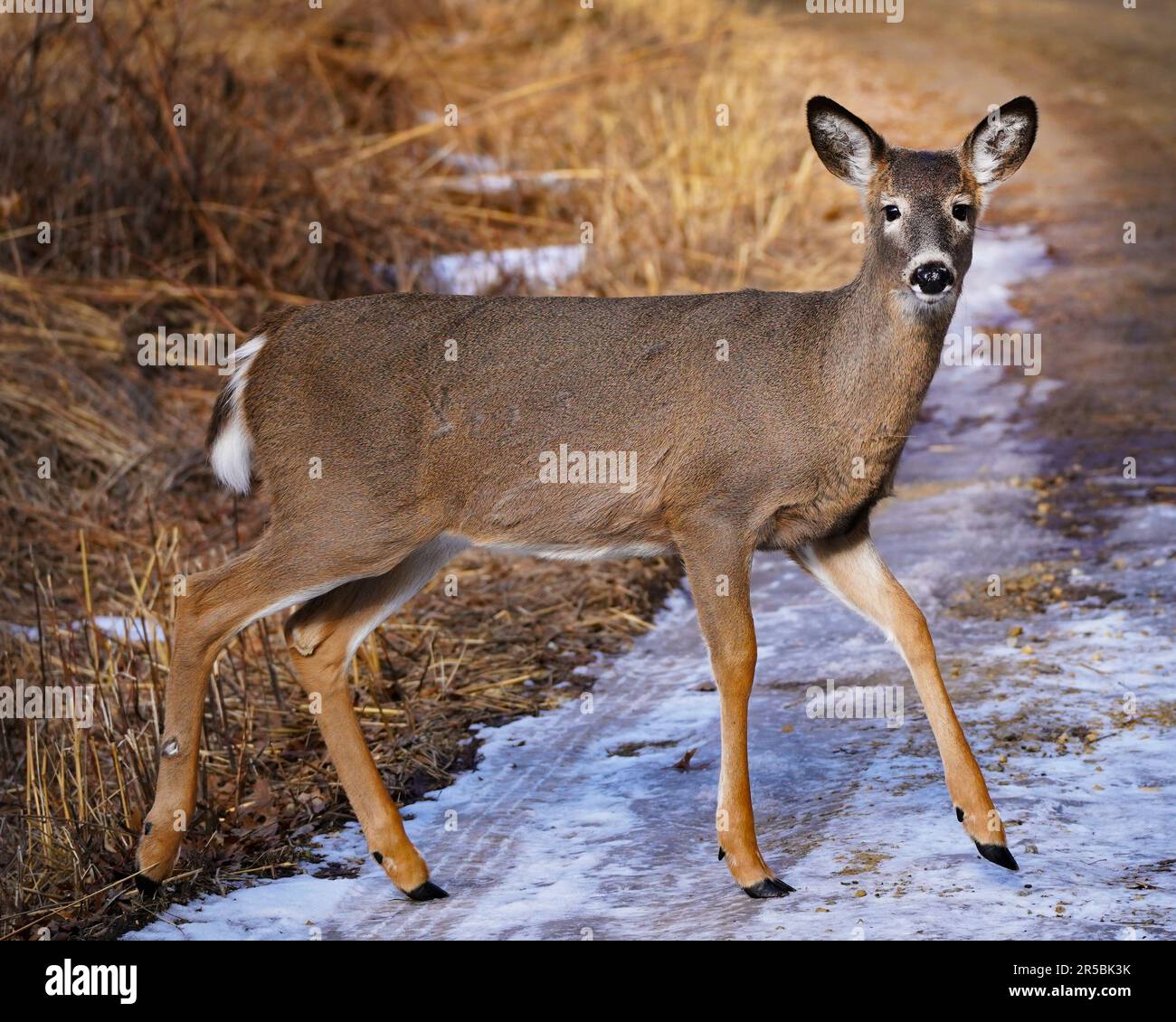 A majestic white-tailed deer stands in the snow-covered path surrounded ...
