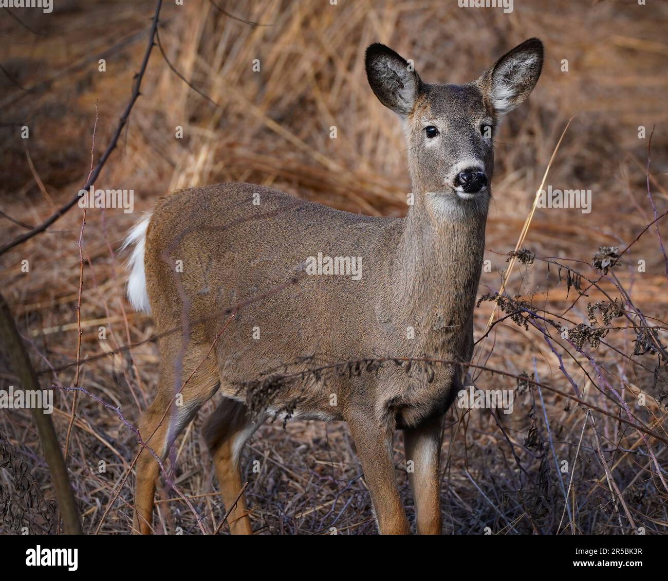 A peaceful deer stands in a grassy field, its white feet and ears ...