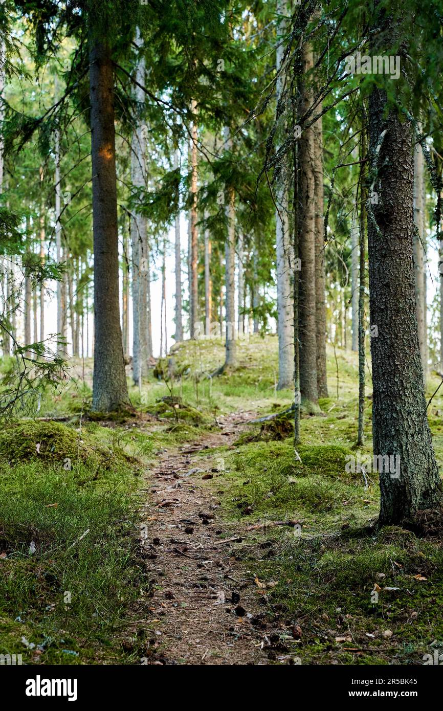 A scenic path through a lush forest, featuring tall trees Stock Photo ...