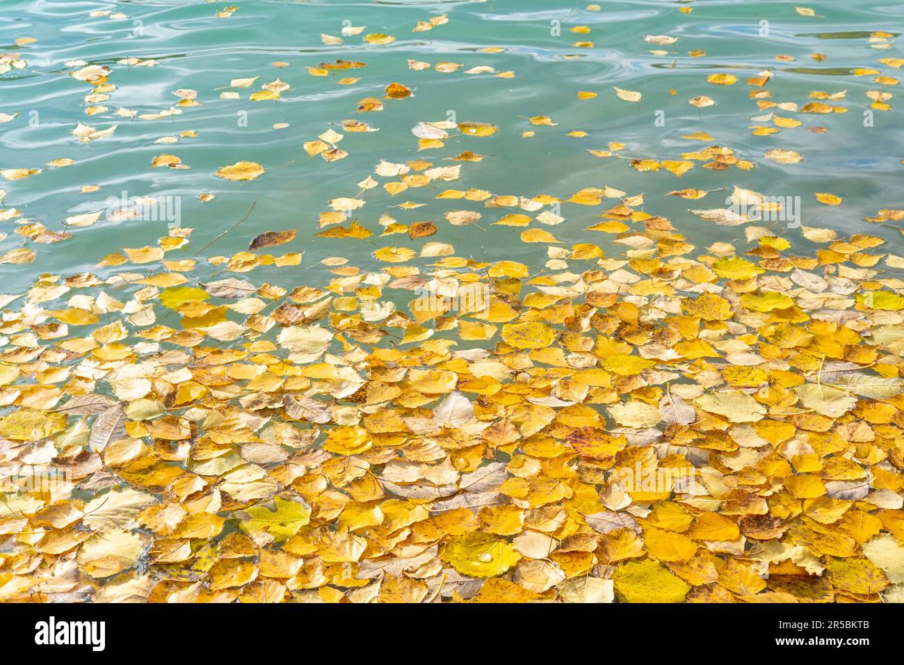 Autumn yellow fallen leaves on float on water, background texture. Colourful fall leaves in pond ...