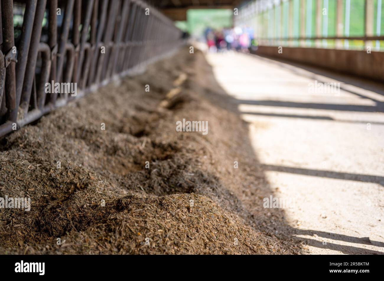 Row of silage in a dairy barn with stanchions. for cattle to eat ...