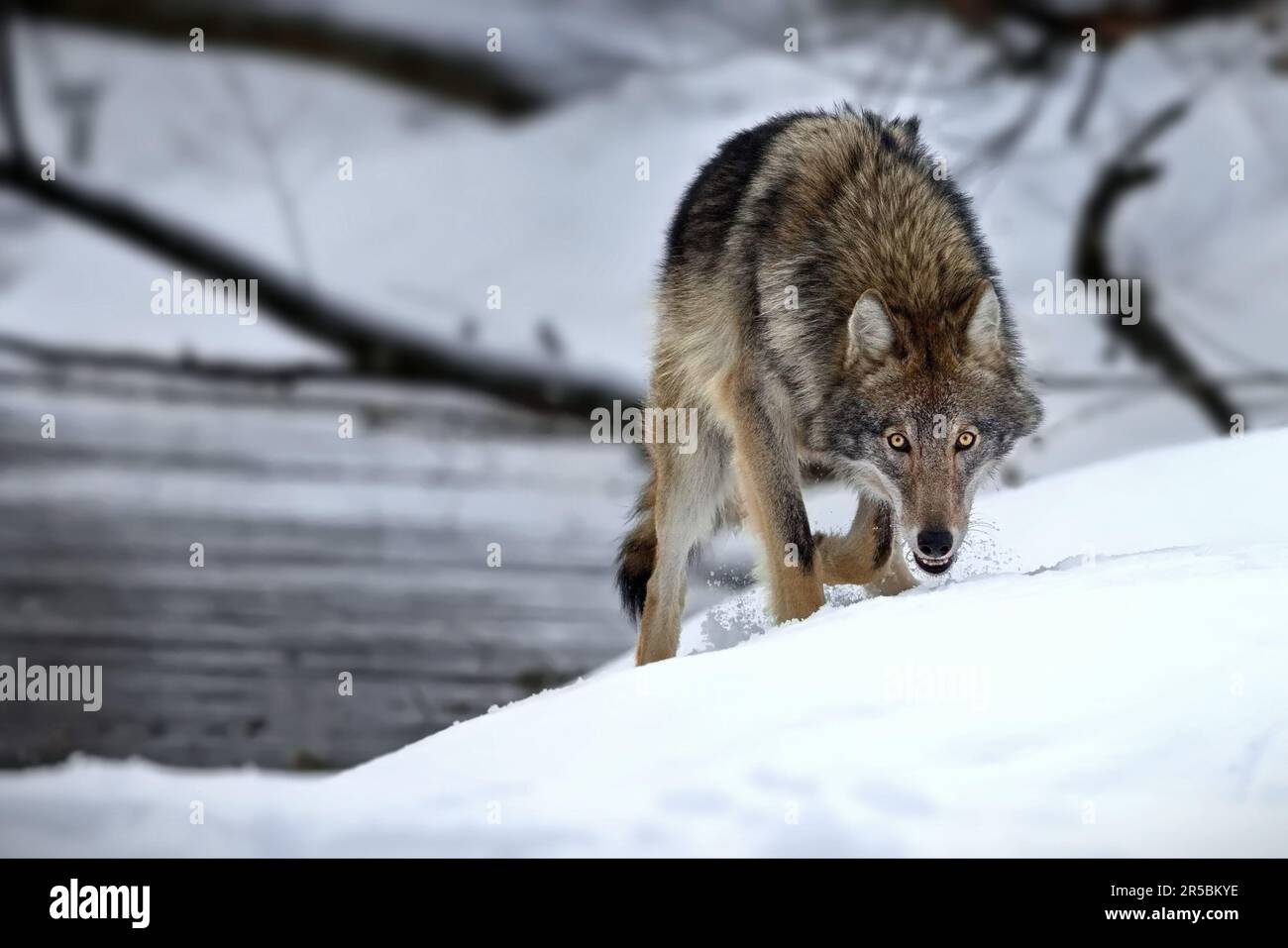 A closeup of a grey wolf in a forest covered in the snow in Belarus ...
