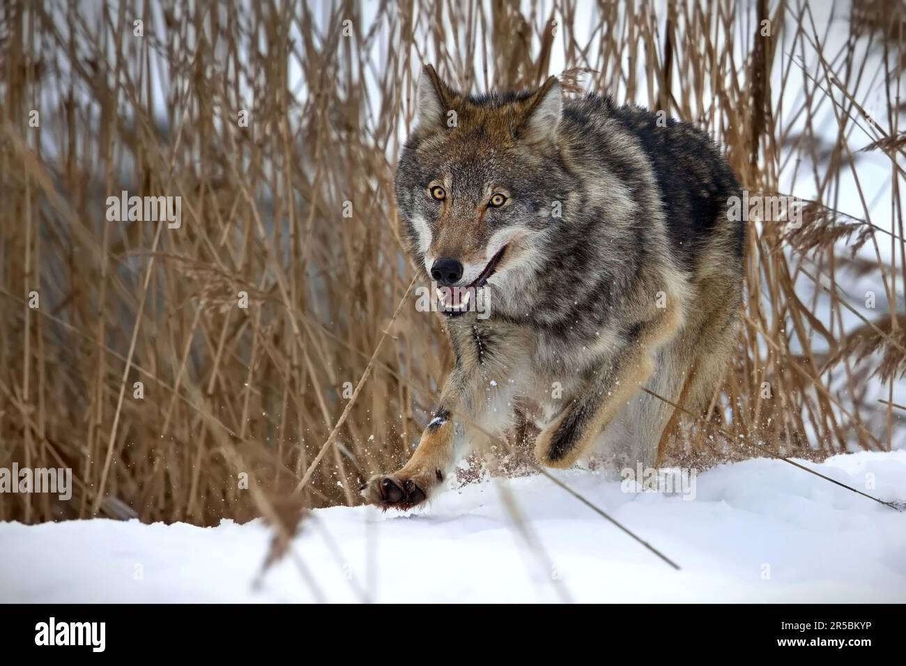 A closeup of a grey wolf in a forest covered in the snow in Belarus ...