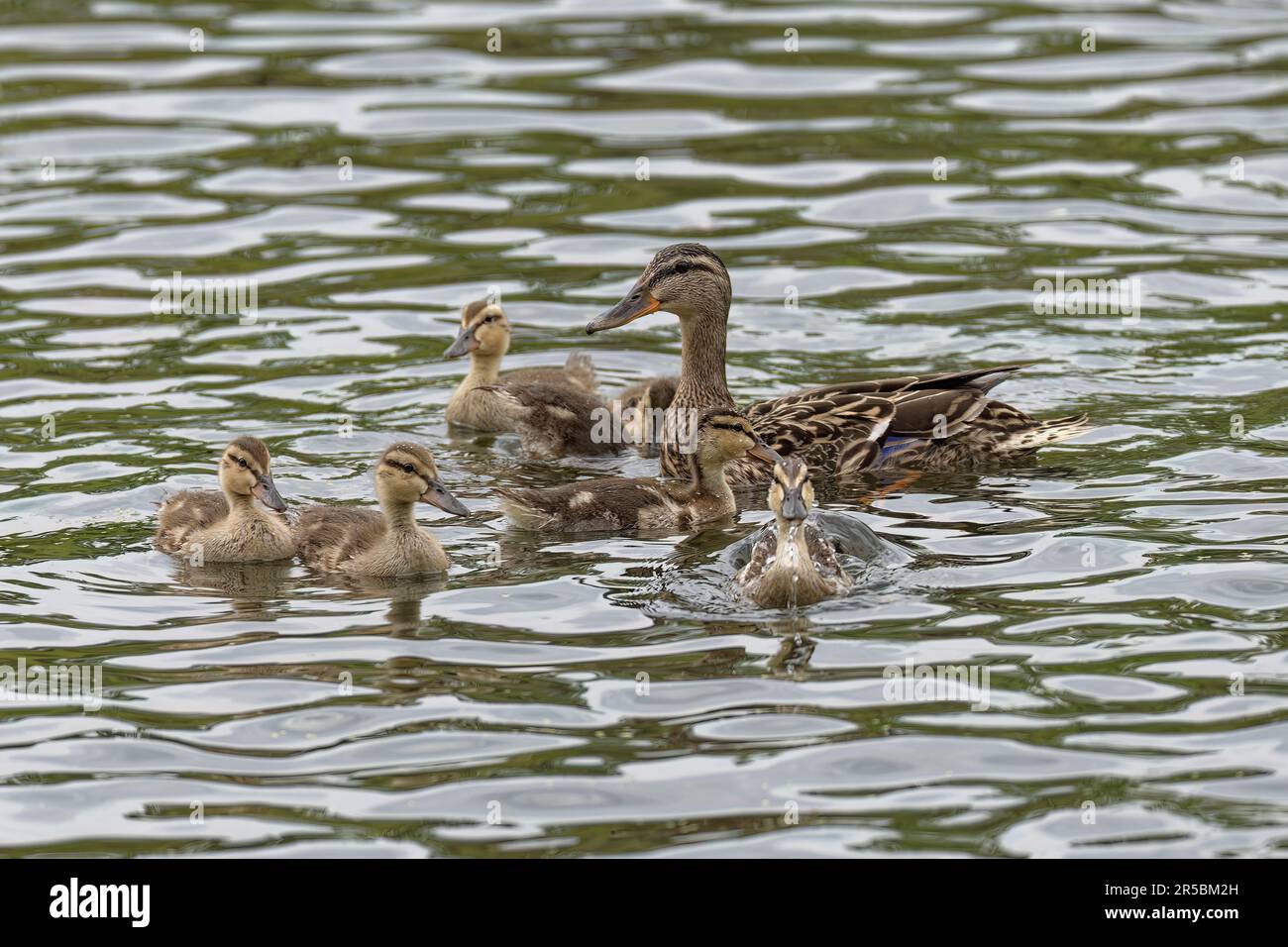Wild duck-Mallard hen, duck with ducklings Stock Photo - Alamy