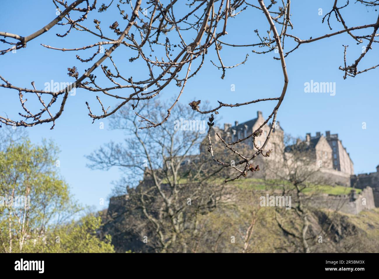 Edinburgh Castle behind the tree branches Stock Photo - Alamy