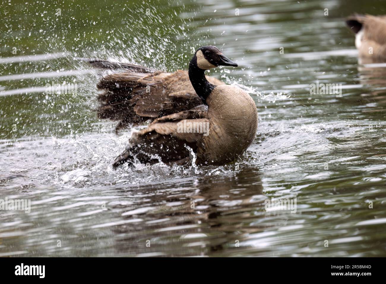 Canadian goose cleaning hi-res stock photography and images - Alamy