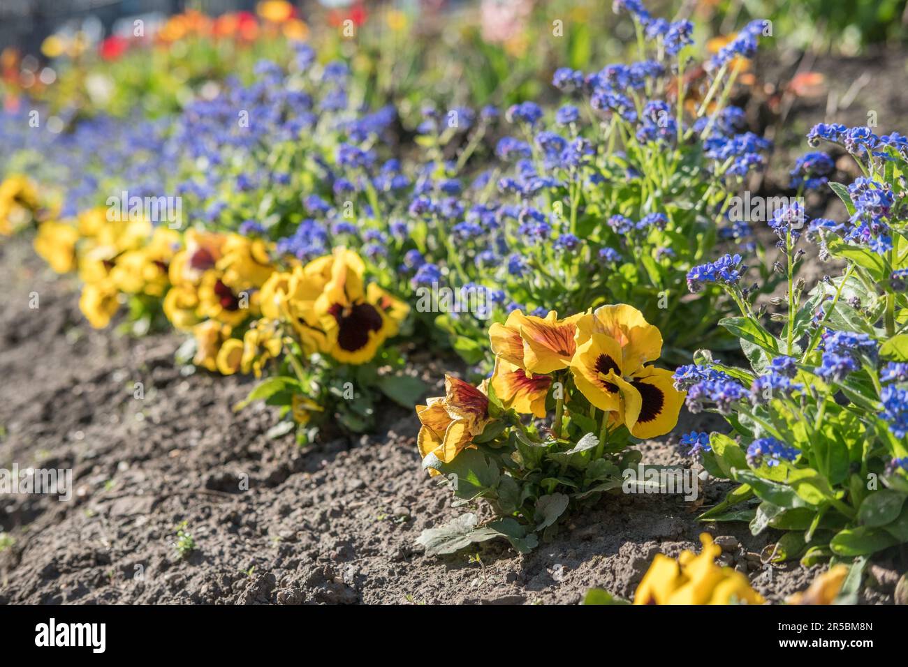 Buttercup yellow daffodils hi-res stock photography and images - Alamy
