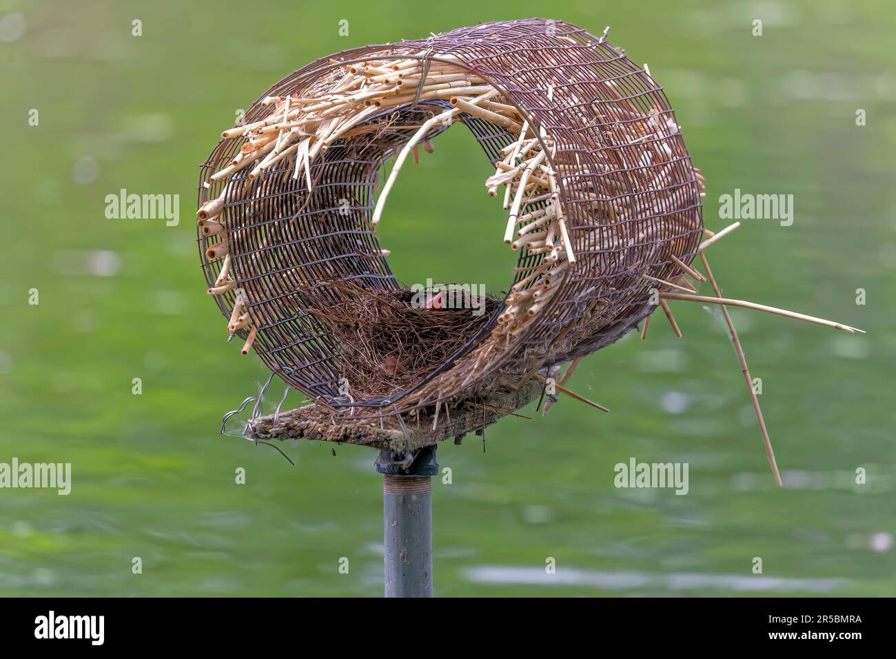 Common grackle nesting inside an artificial duck nest Stock Photo - Alamy