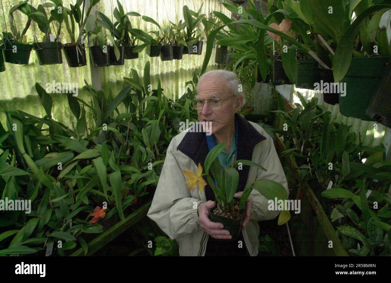 ORCHID19A-C-06FEB03-HM-PC Jack Halpern holds a "Sophro Lalelia ...
