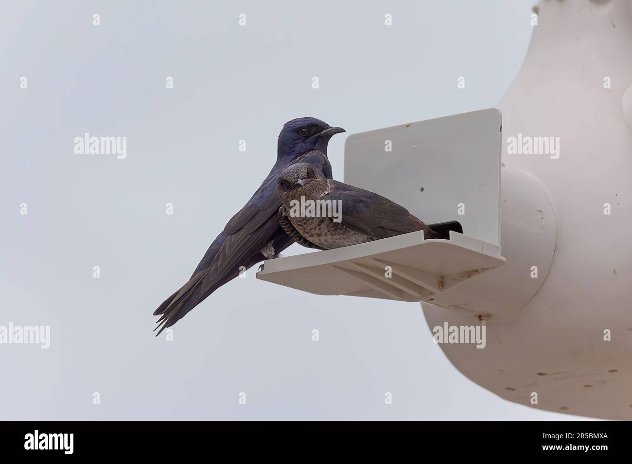 The purple martin (Progne subis), a couple of birds, male and female ...