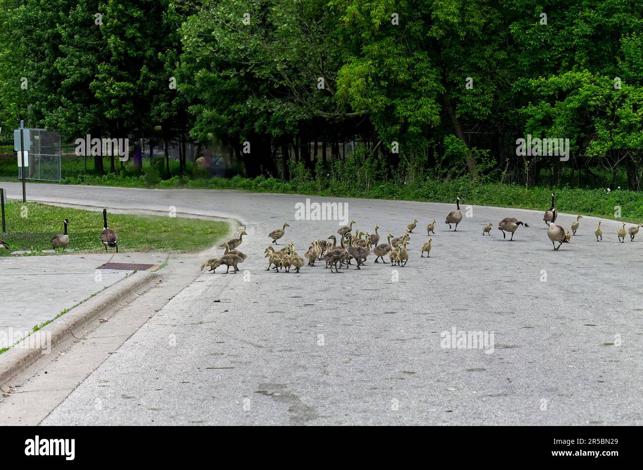 Group baby canadian geese hi-res stock photography and images - Alamy
