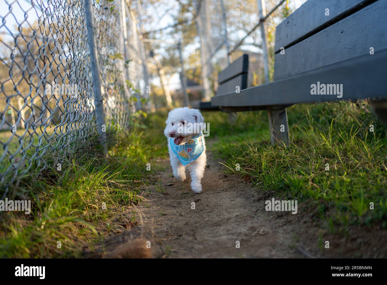 Meandering running dog hi-res stock photography and images - Alamy