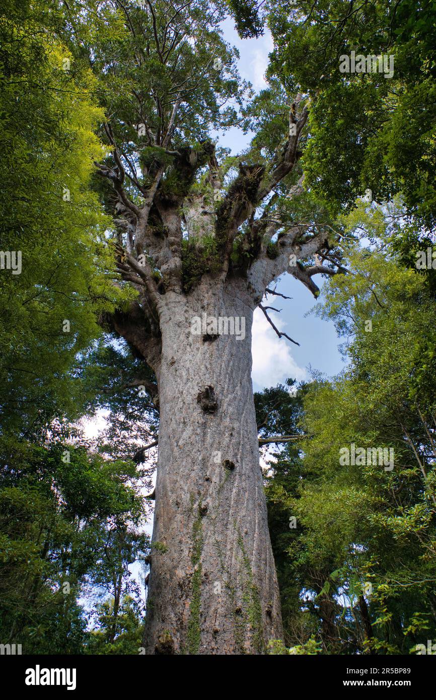 A majestic old-growth kauri tree stands tall in a lush forest setting ...