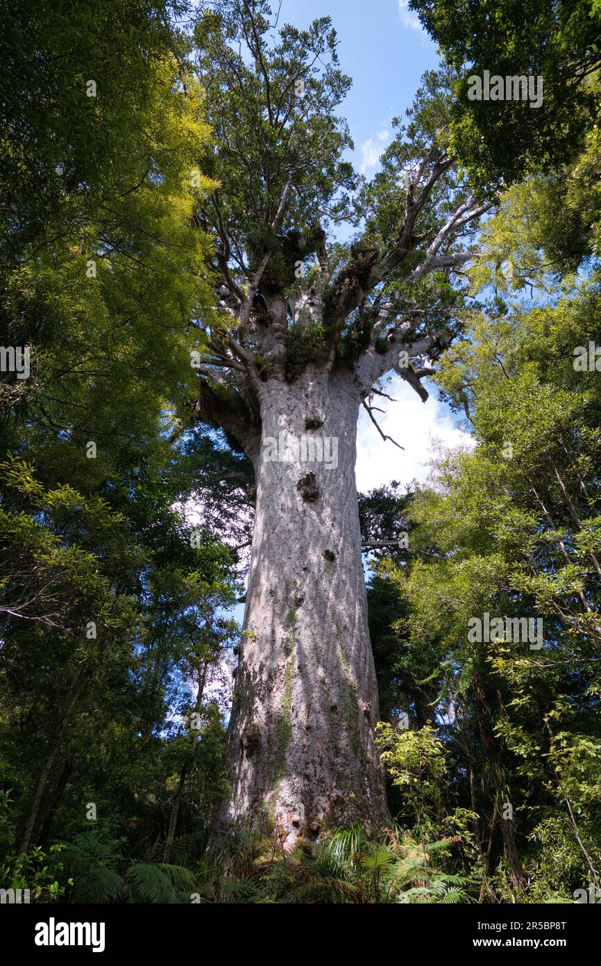 A majestic old-growth kauri tree stands tall in a lush forest setting ...