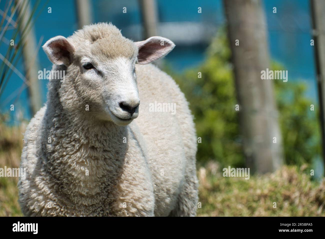 A young white sheep is standing against a blurry background in an ...