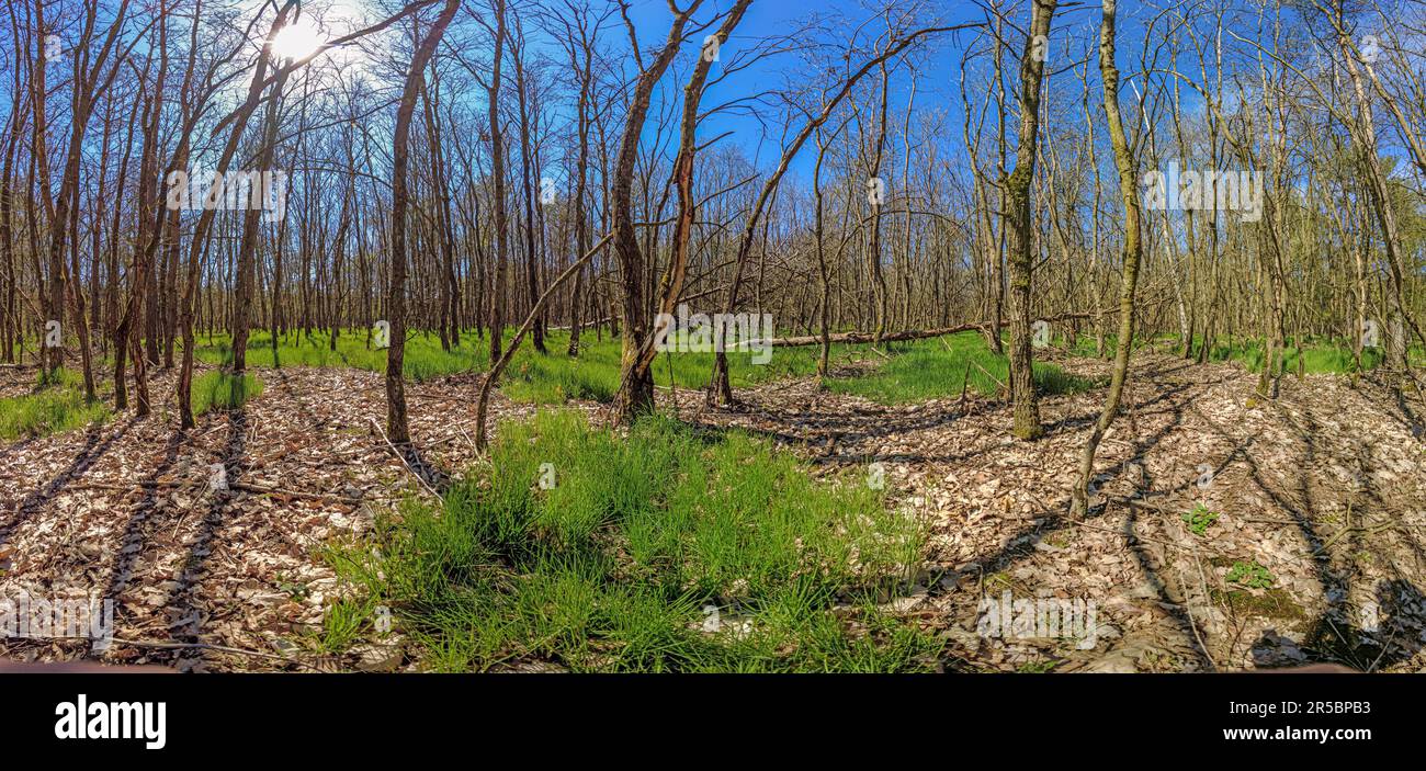 Image of a German forest with drought and storm damage as a result of ...
