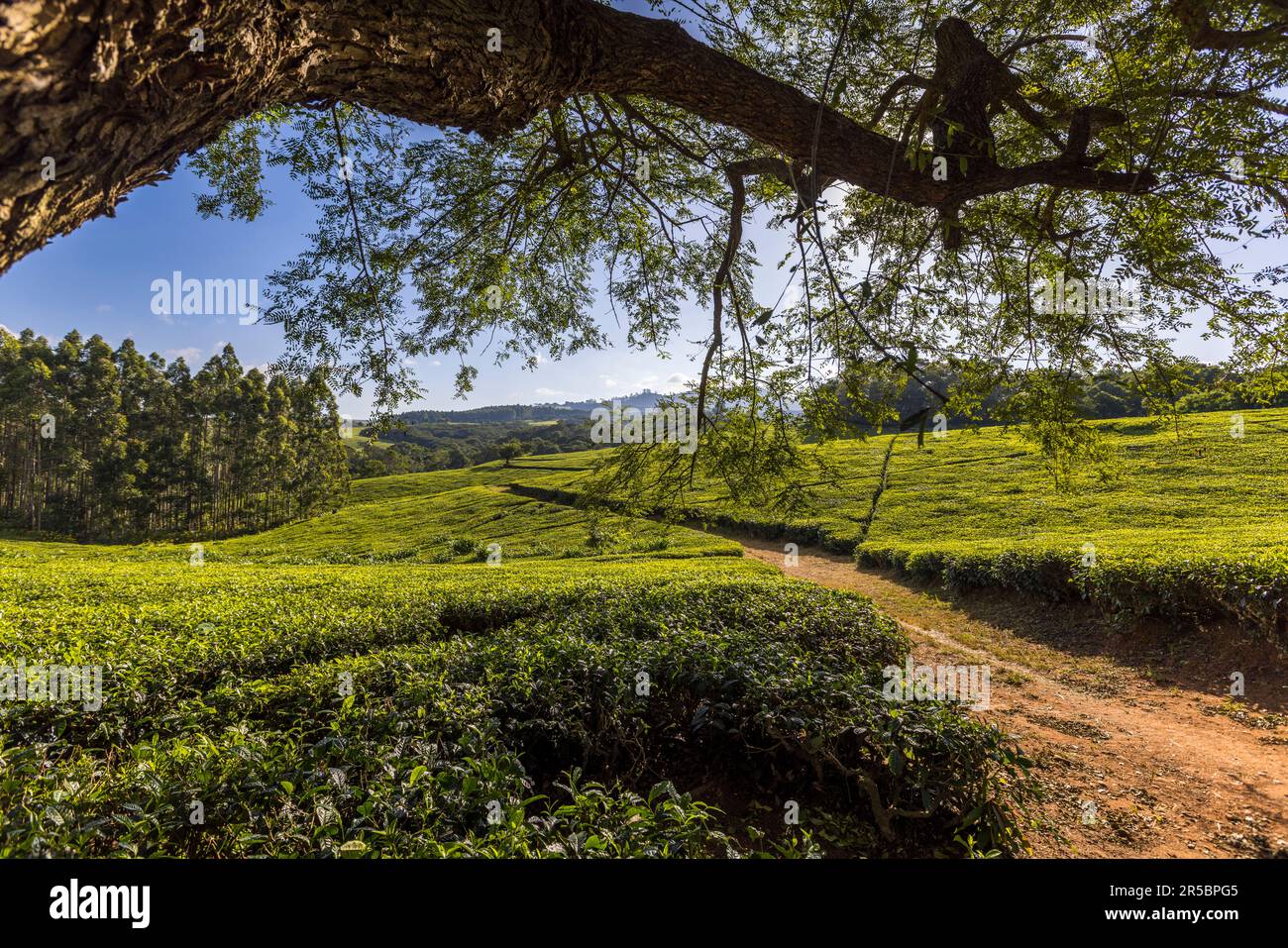 View over tea fields and adjacent forest on Satemwa Estate. The ...