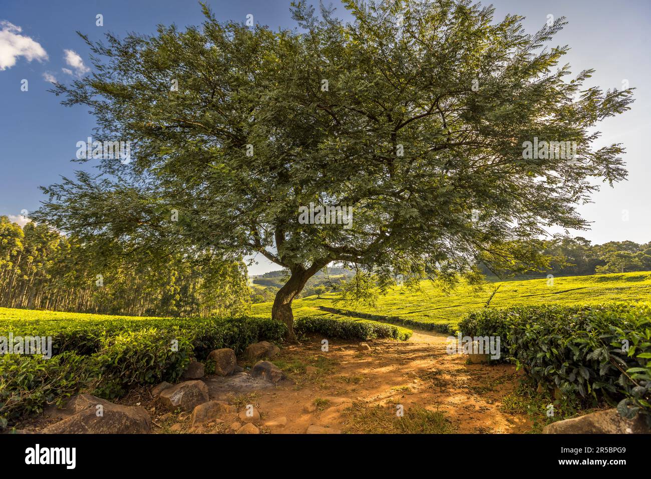 Shade tree on one of the oldest tea fields of Satemwa Estate from 1926 ...