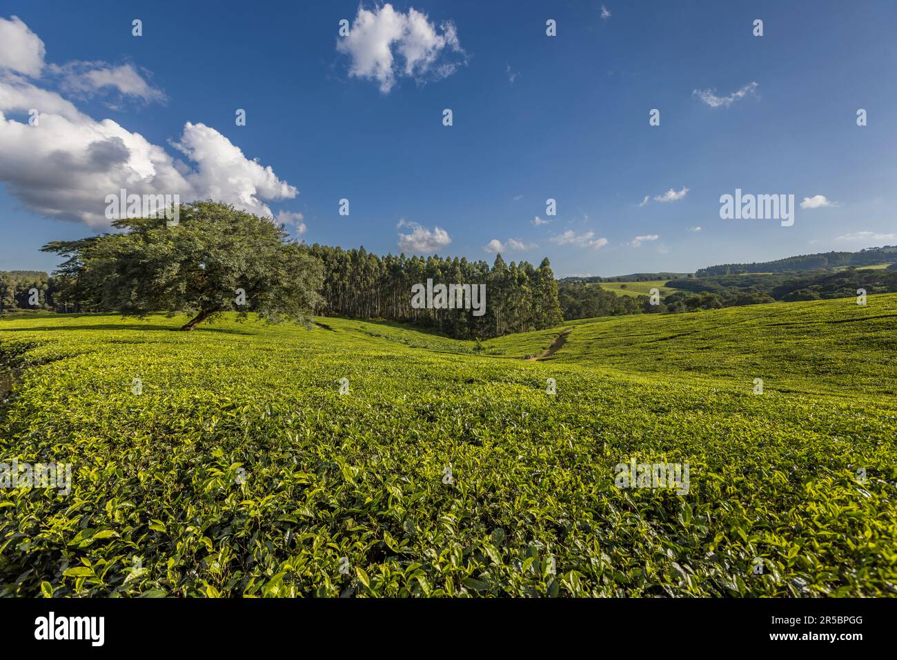 Shade trees in tea plantation hi-res stock photography and images - Alamy
