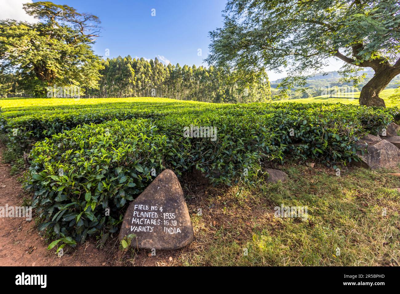 Field No 4 of 1935 on Satemwa Estate,Thyolo. The tea crus are made from ...