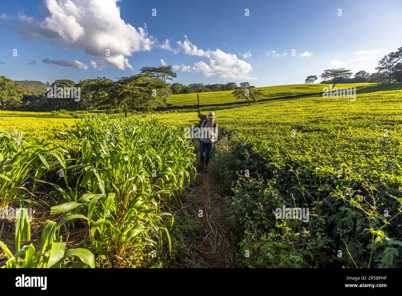 Walk in the tea fields of Satemwa Estate in the Shire Highlands. The ...