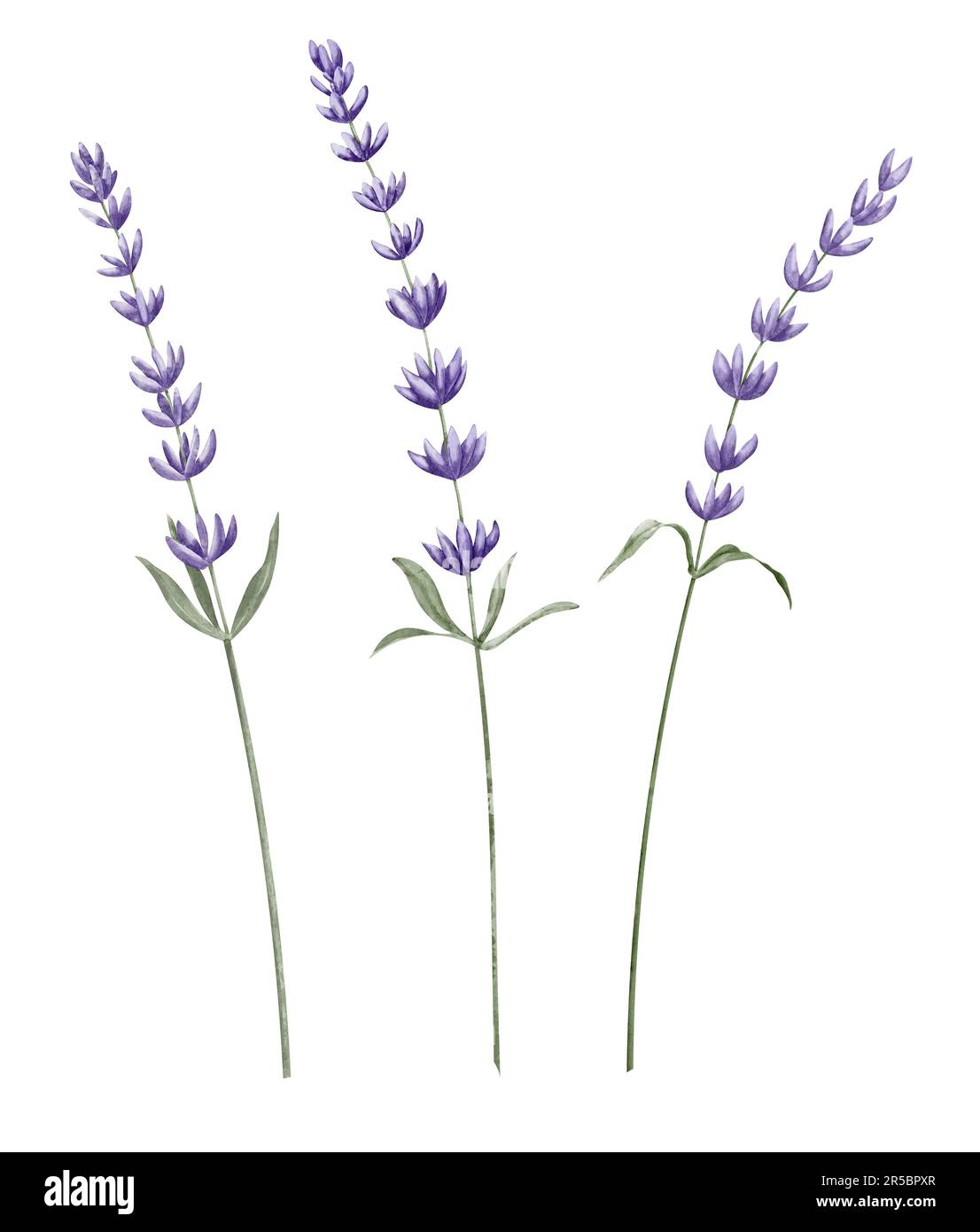Lavender Flower Drawing