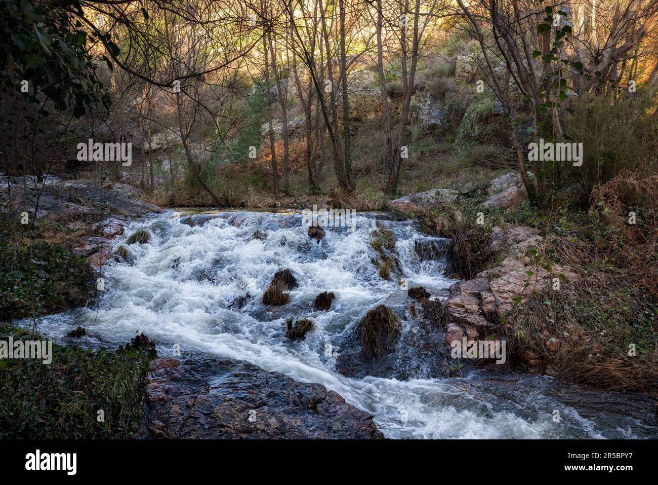 A tranquil stream winding through a lush forest, flanked by towering ...