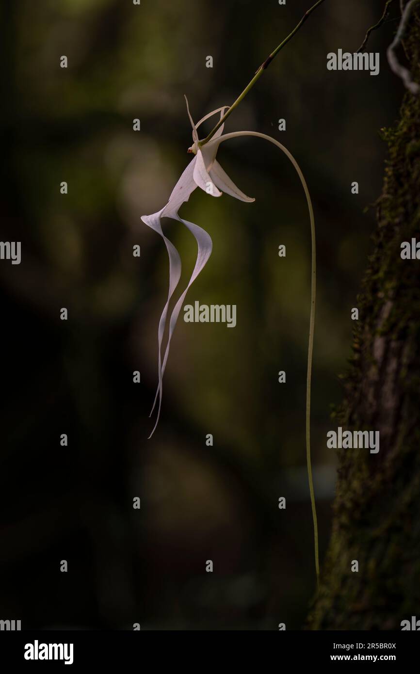 A beautiful Ghost Orchid flower suspended from the gnarled trunk of a ...