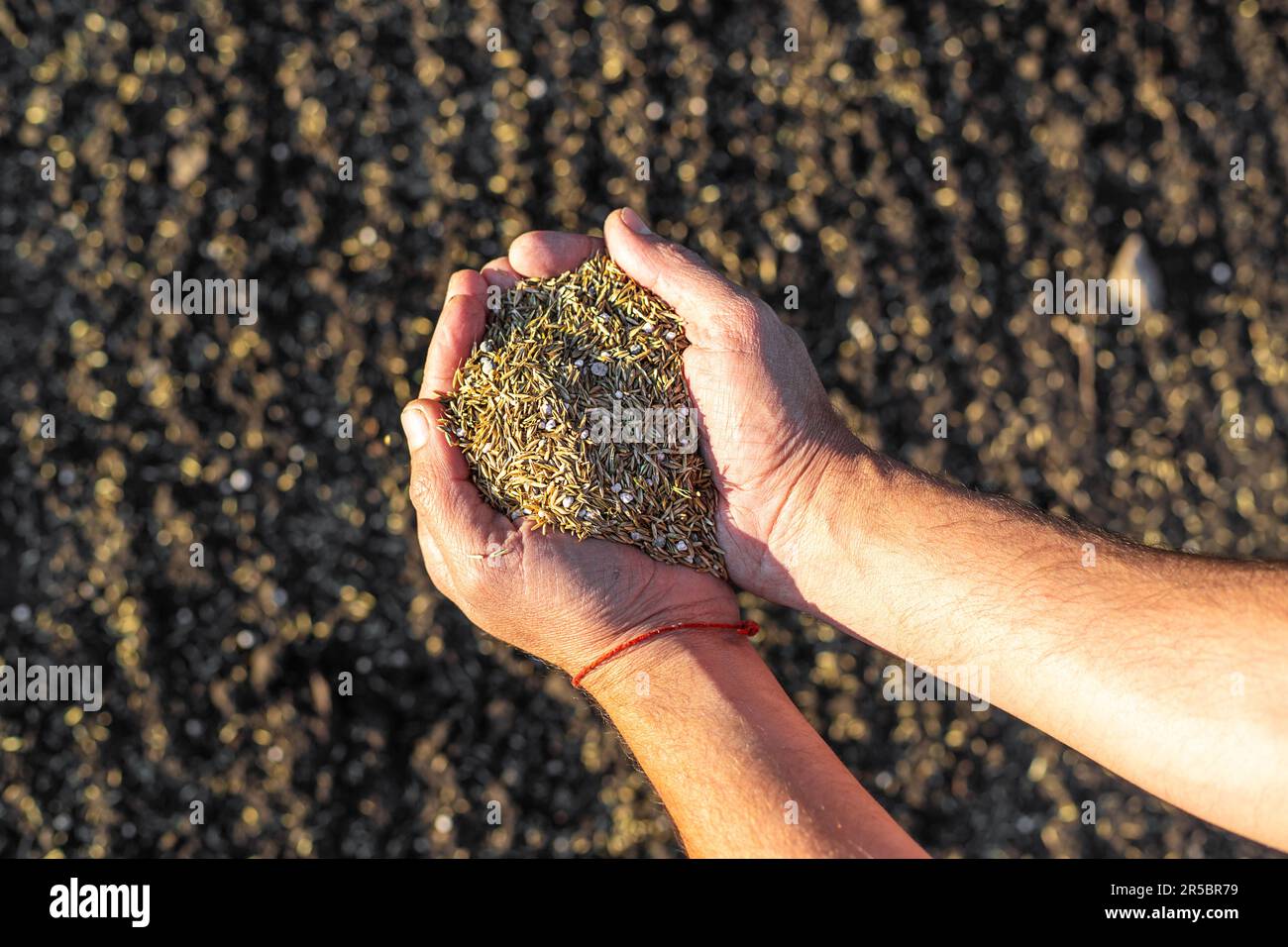Farmer sows lawn grass selective hi-res stock photography and images ...