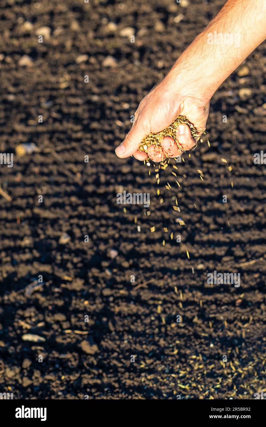 Farmer sows lawn grass selective hi-res stock photography and images ...
