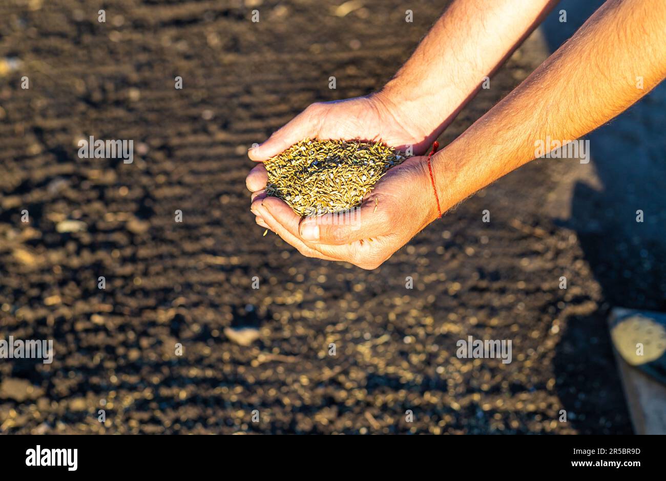 Farmer sows lawn grass selective hi-res stock photography and images ...