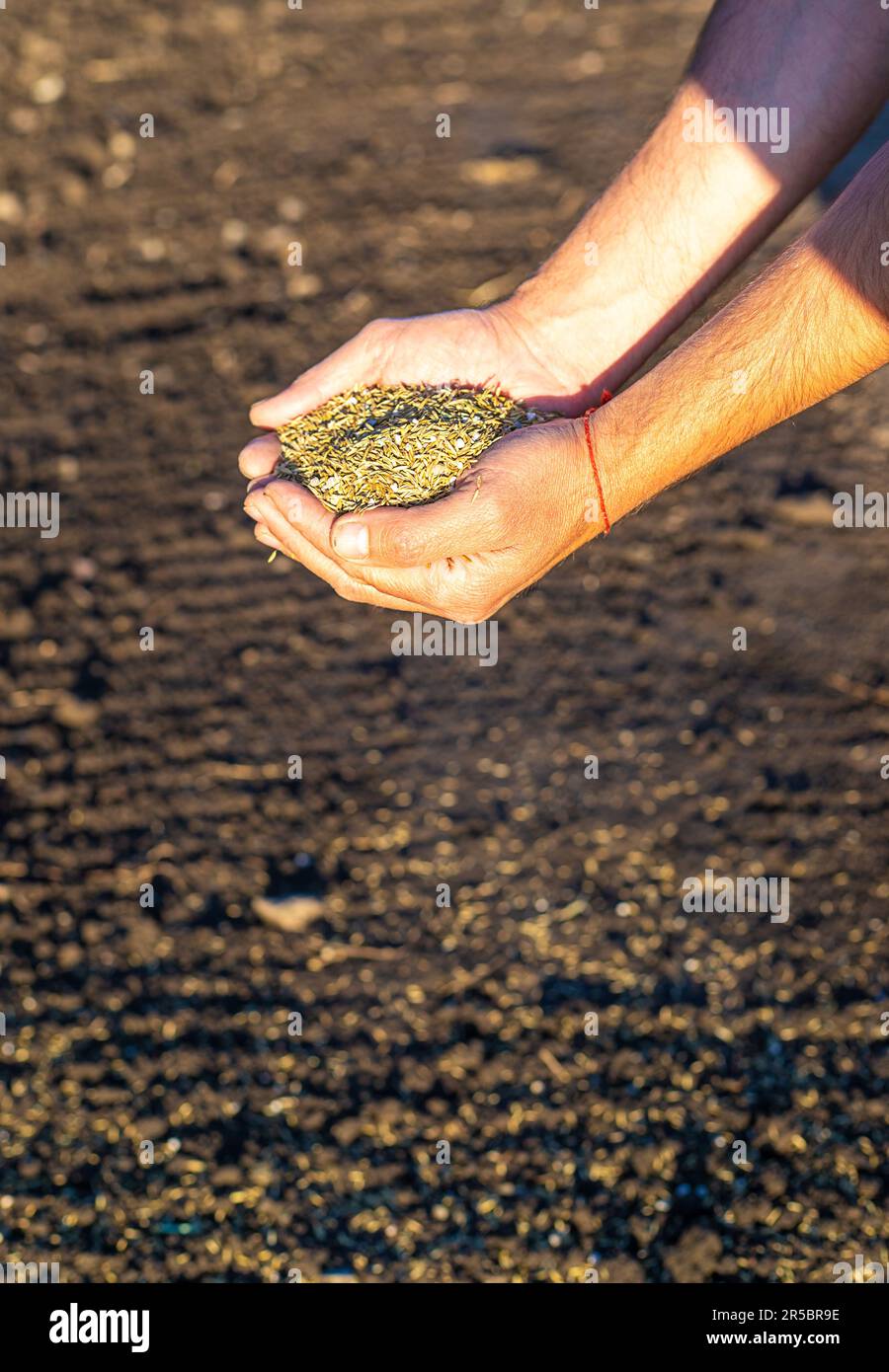Farmer sows lawn grass selective hi-res stock photography and images ...