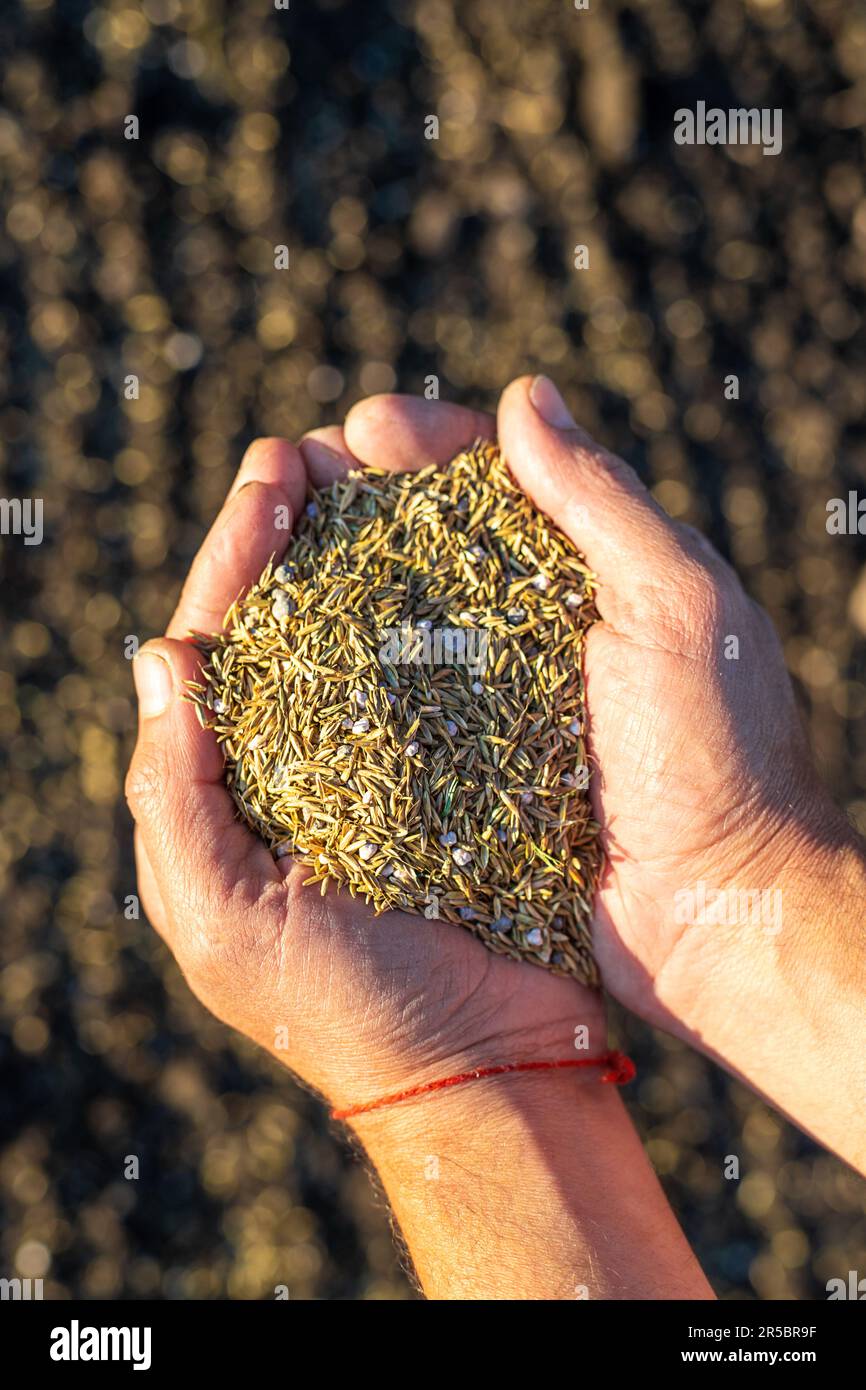 Farmer sows lawn grass selective hi-res stock photography and images ...