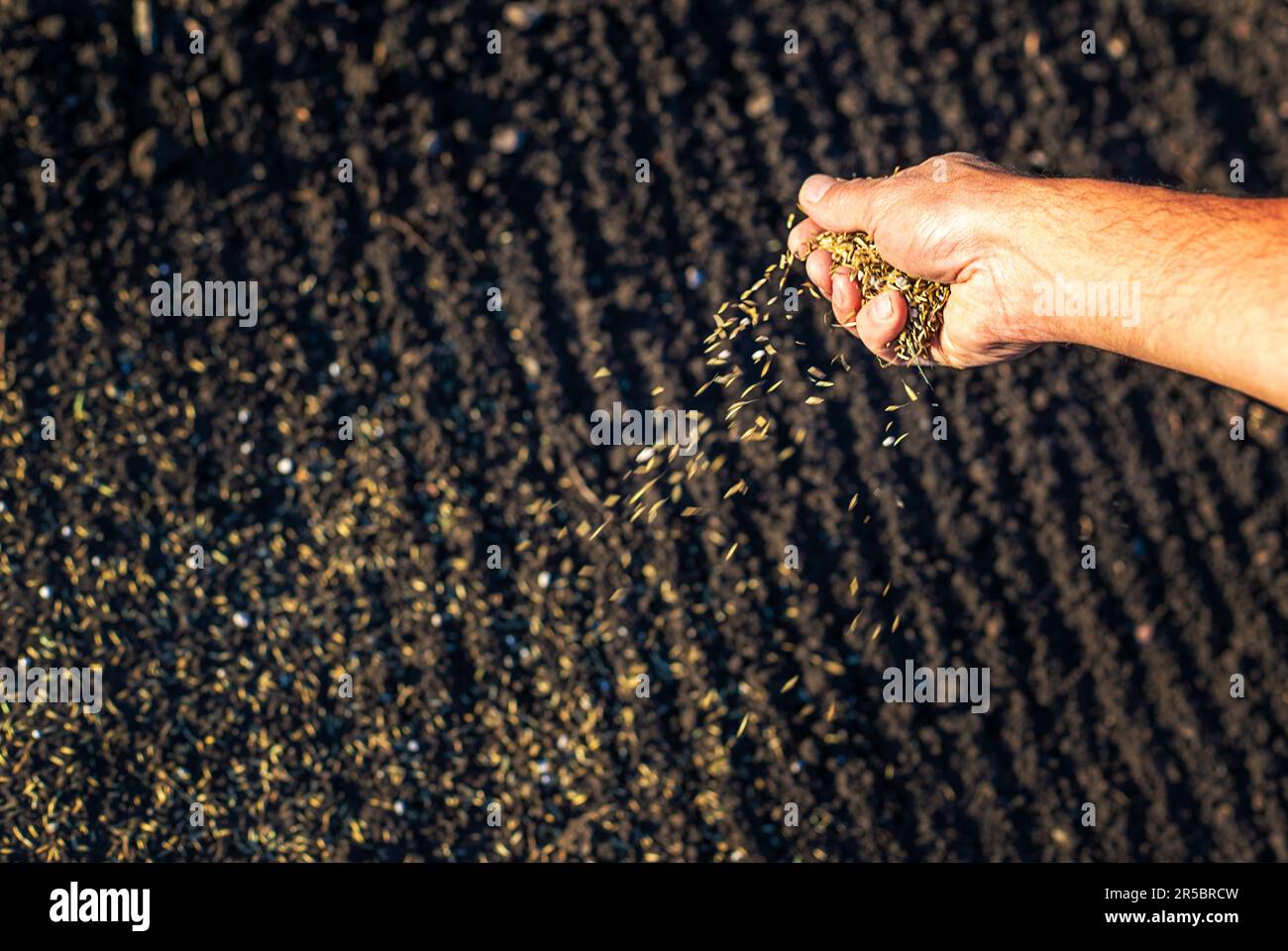 Farmer sows lawn grass selective hi-res stock photography and images ...