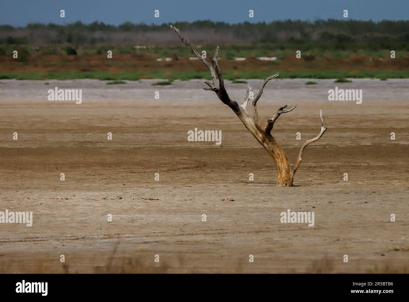 Barren dry tree stands hi-res stock photography and images - Alamy