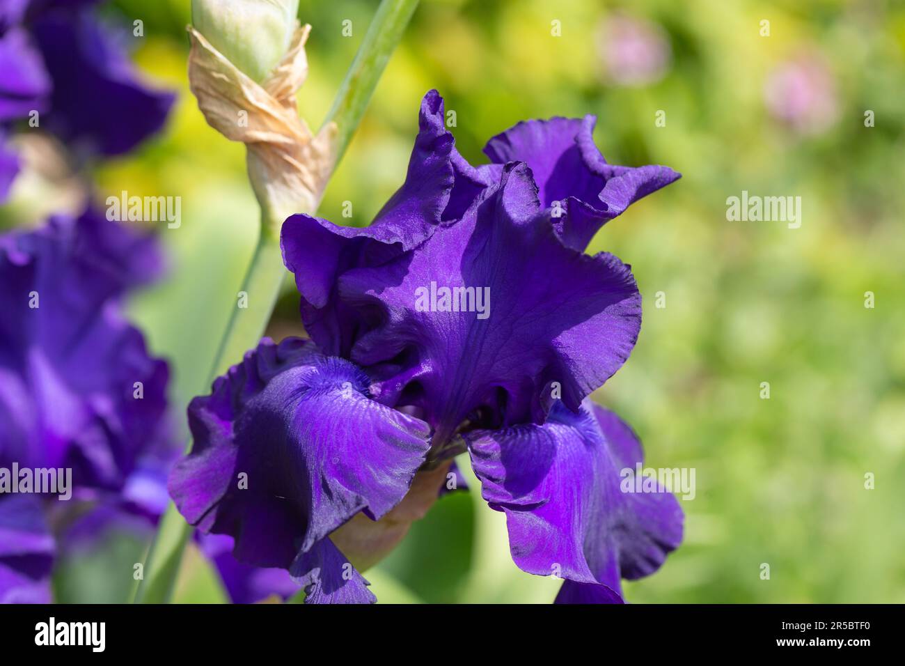 Iris matinata iris germanica hi-res stock photography and images - Alamy
