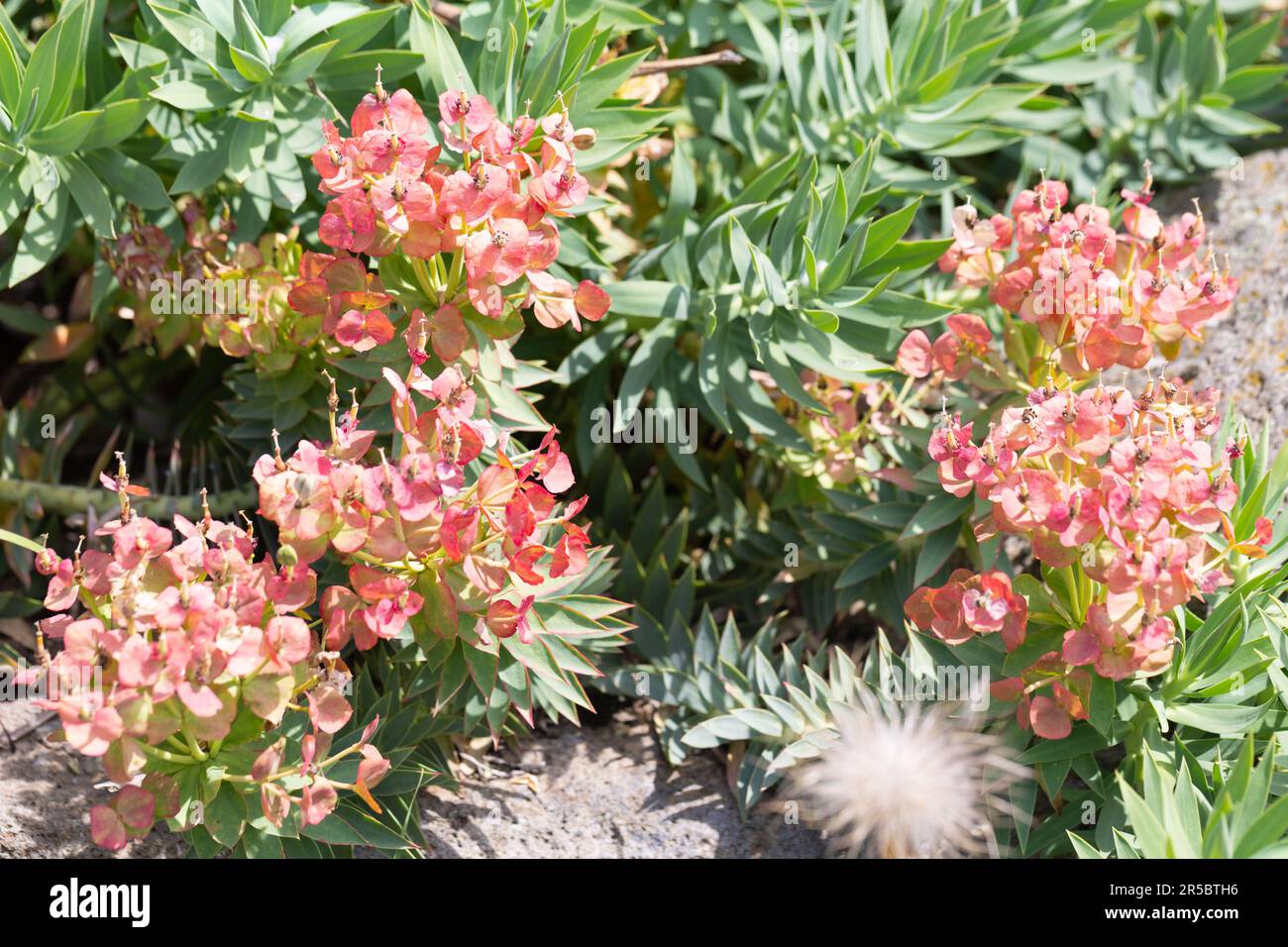 Bountiful vibrant colours from Upright Euphorbias / Myrtle spurge ...