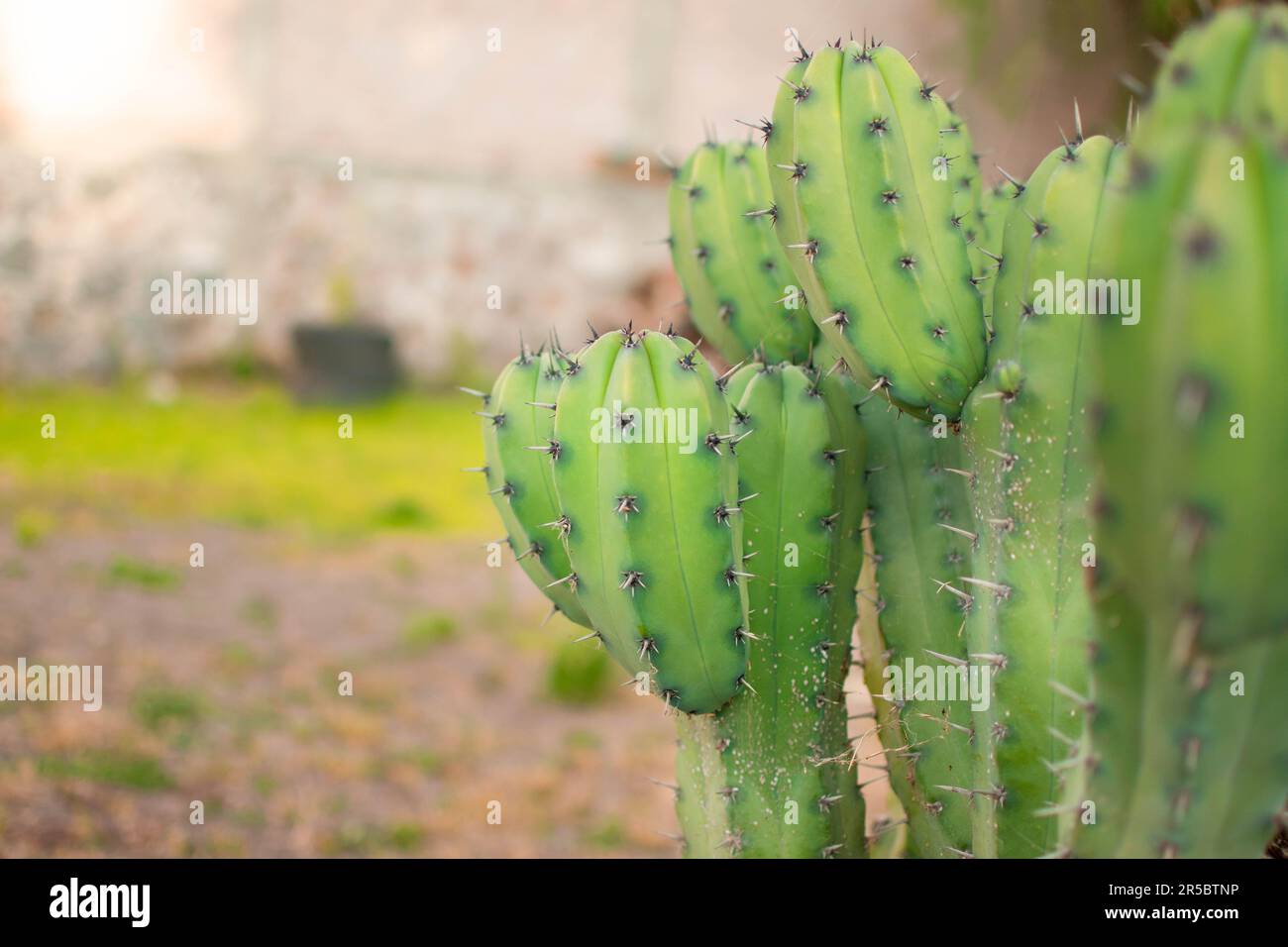 A vibrant green cactus plant with long sharp spines protruding from its ...