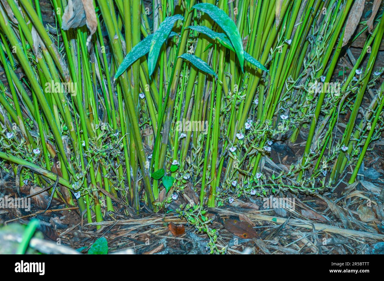 Green cardamom farming hi-res stock photography and images - Alamy