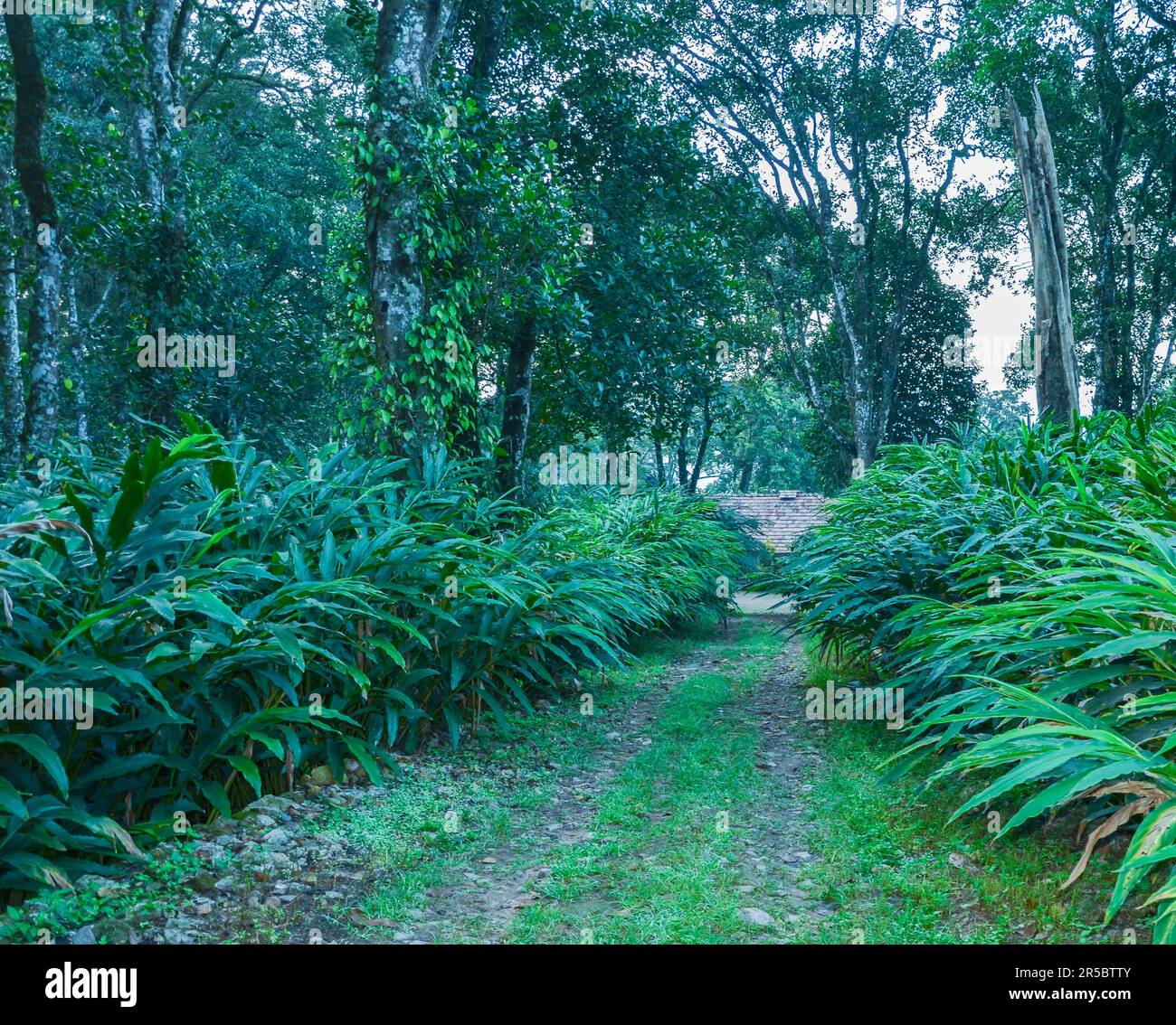 Cardamom plants with flowers and pods Stock Photo - Alamy