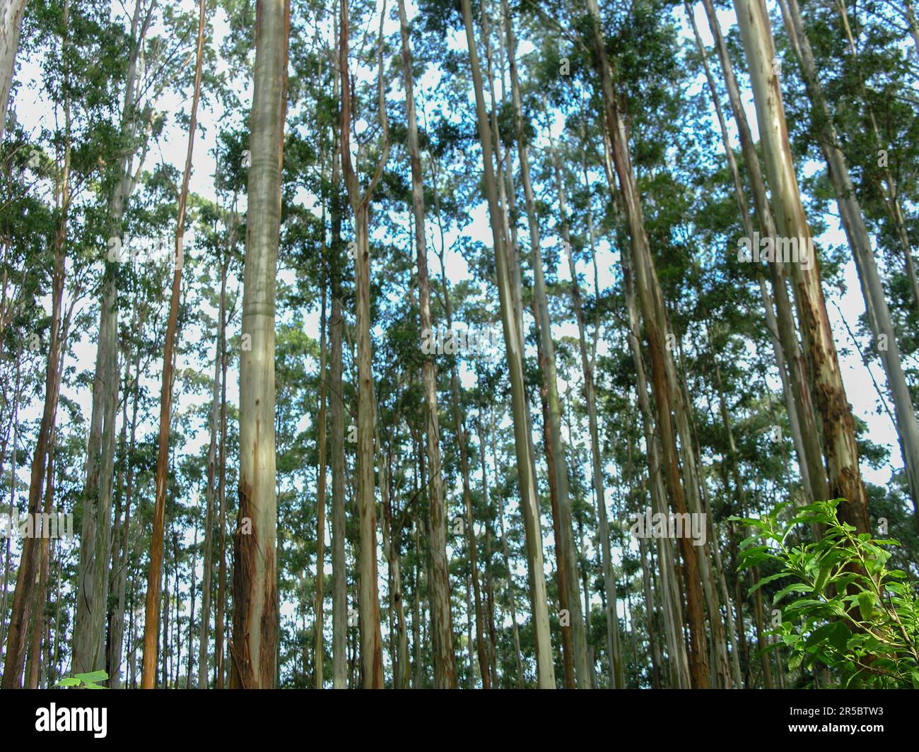 Eucalyptus tree plantation at Ooty, India Stock Photo - Alamy