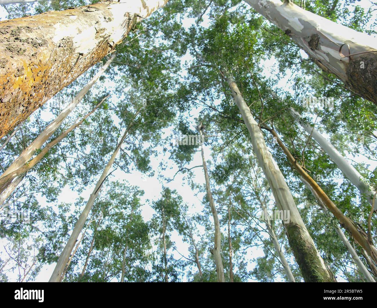 Eucalyptus tree plantation at Ooty, India Stock Photo - Alamy