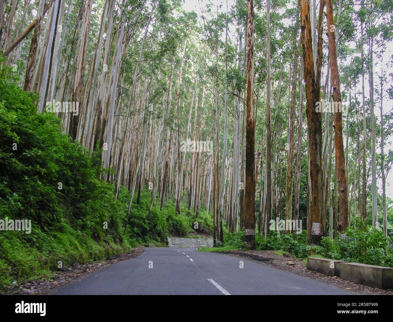 Eucalyptus tree plantation at Ooty, India Stock Photo - Alamy