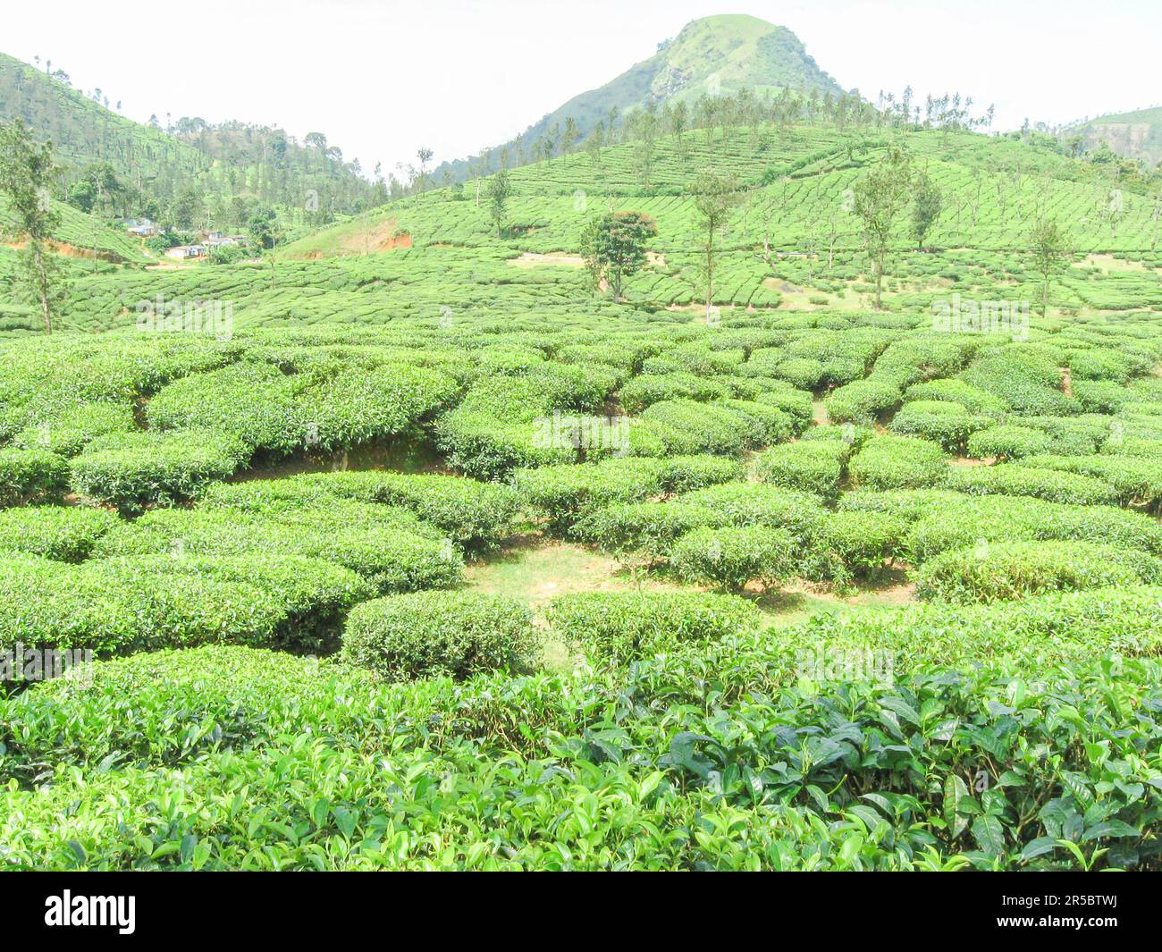 Tea gardens on the misty mountains of Ooty in India Stock Photo - Alamy