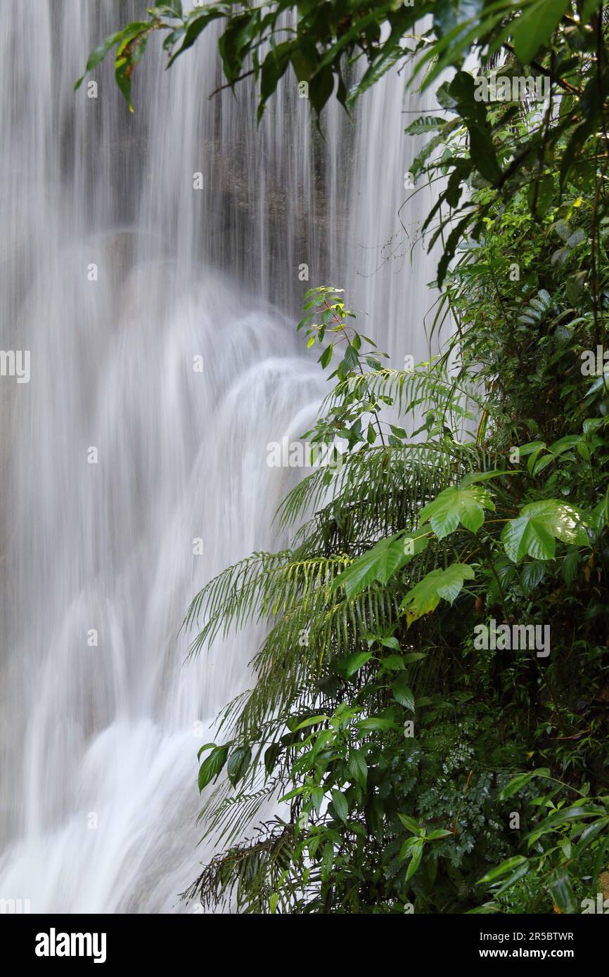 A tropical rainforest setting featuring a stunning waterfall cascading ...