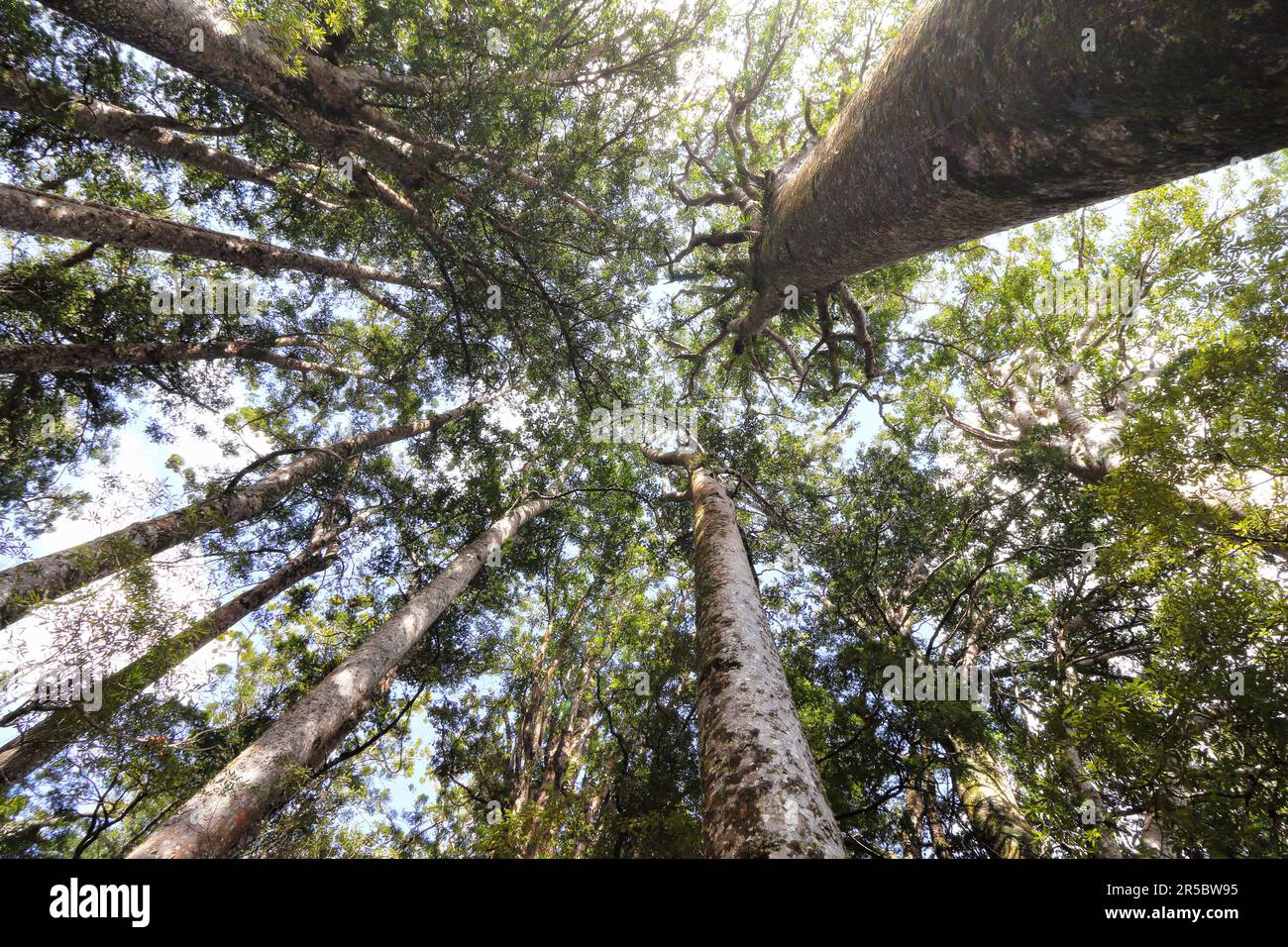 A stunning low angle shot of the majestic Giant Kauri trees of New ...
