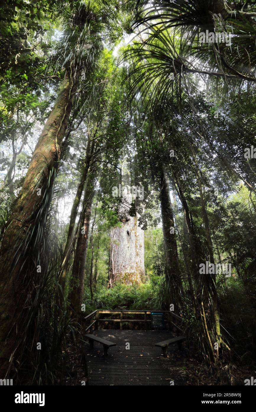 A stunning vertical shot of a resting spot amongst the majestic Giant ...