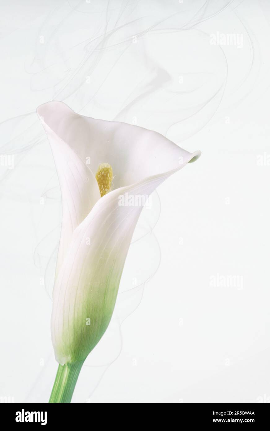 High key flower hi-res stock photography and images - Alamy