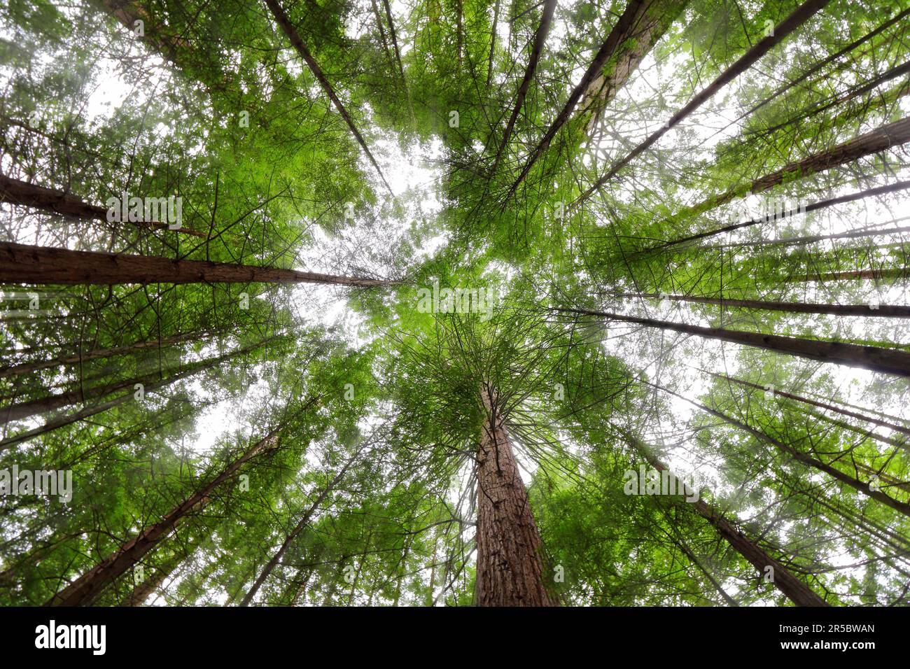 A stunning vertical low angle shot of the Red Woods forest in Rotorua ...