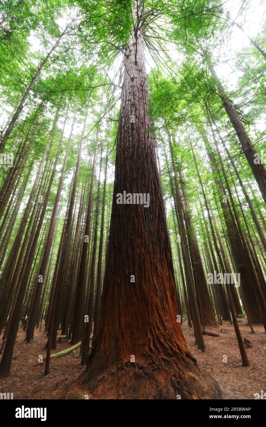 Vertical Angles In Nature Vertical Video 360 Panorama Wide Angle